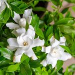 Gardenia Hedge —Creating, Maintaining, and Benefits of a Gardenia as a ...