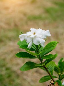 Dwarf Radicans Gardenia - GardenFine