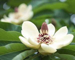 What Type Of Magnolia Tree Do I Have? - GardenFine