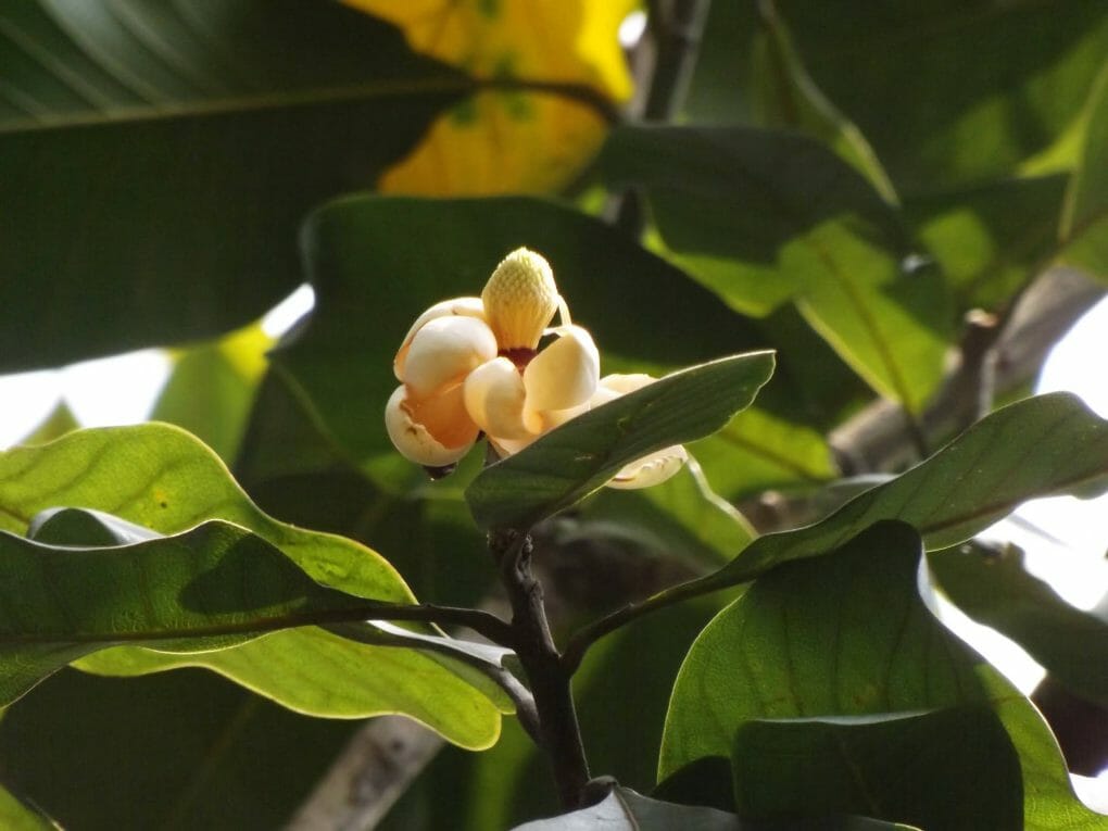 Are All Magnolia Flowers Edible? - GardenFine