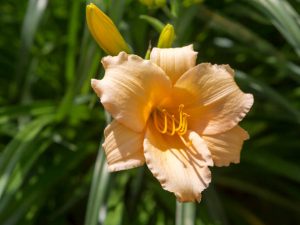 Which Daylilies Are Edible? Facts You Need To Know
