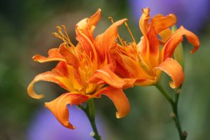 Which Daylilies Are Edible? Facts You Need To Know