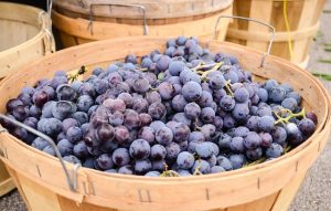 Are Blueberries The Only Blue Fruit?