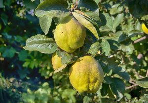 How to Prune Quince Tree? Know-How to Properly Pruned Your Quince