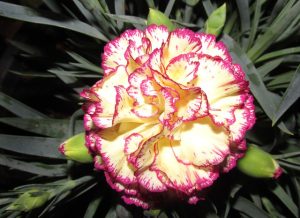 Can Carnations Grow Indoors? —Plant Care and for Growing Carnation Indoor