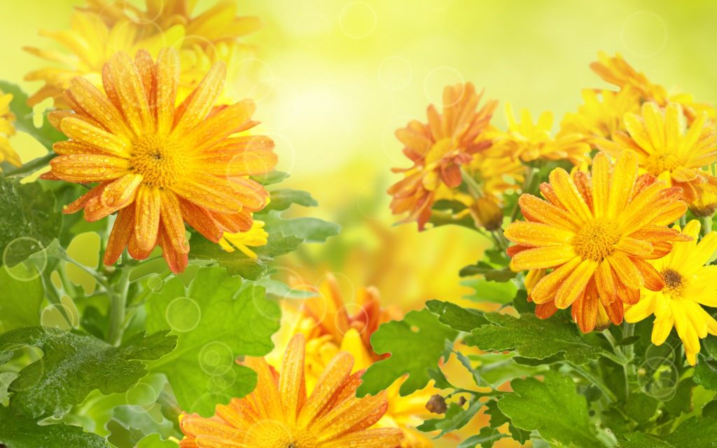 How Tall Do Chrysanthemums Grow? Classifications & Growing Tips
