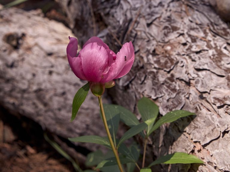 Does Peony Need Full Sun? How Much Sun Does a Peony Need?