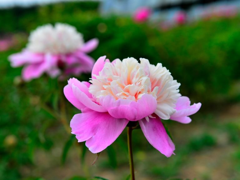 Planting Peonies in Spring: A Beginner's Guide - GardenFine