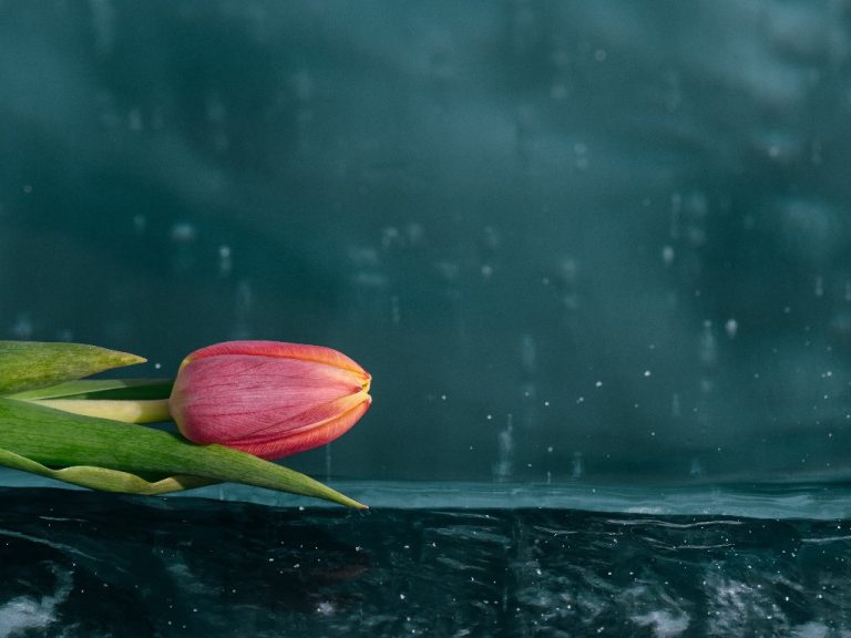 Are Tulips Edible? Know The Parts That You Can Eat