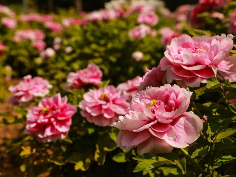 Planting Peonies in Spring: A Beginner's Guide - GardenFine