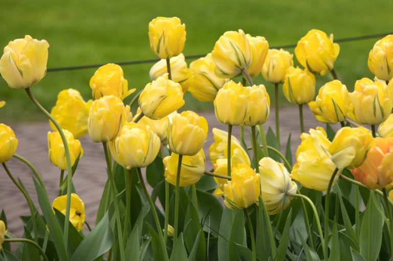 Do Tulip Trees Grow Fast? Growth Rate of Tulip Tree