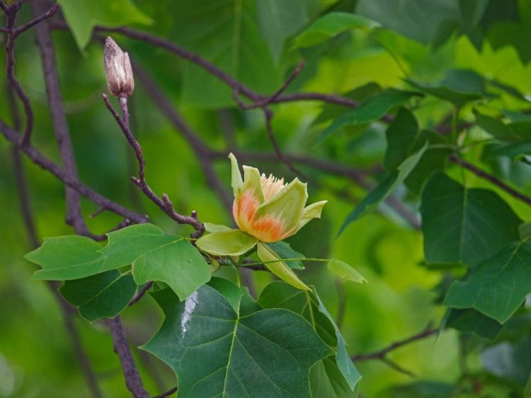 How Tall Can a Tulip Tree Grow: Understanding the Growth Potential of ...
