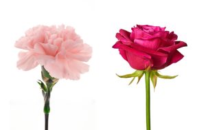 Carnation vs. Rose: A Comparison of Characteristics and Symbolic Meanings