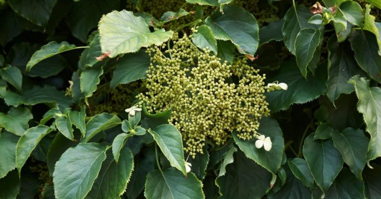 Do Hydrangeas Bloom on New or Old Wood? Explained.