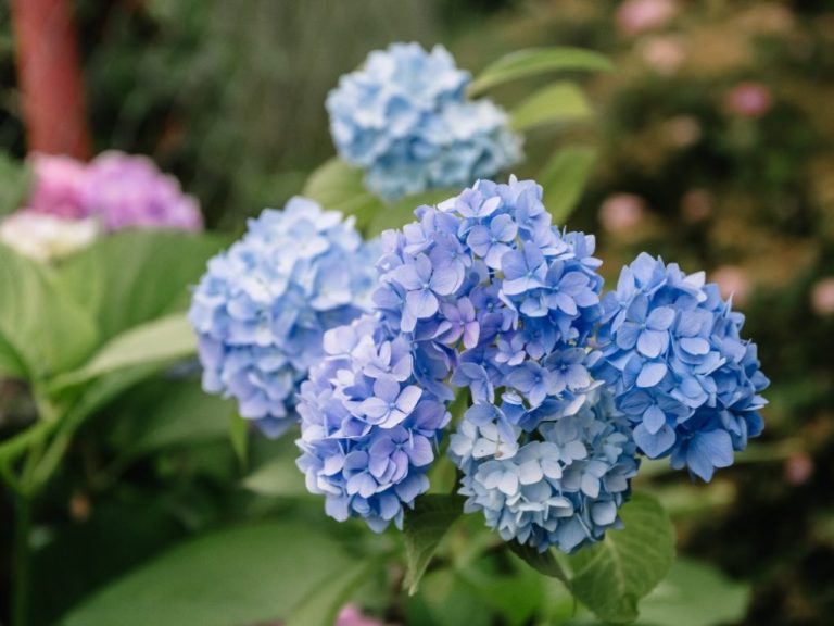 Discover the 15 Most Beautiful Hydrangea Flowers