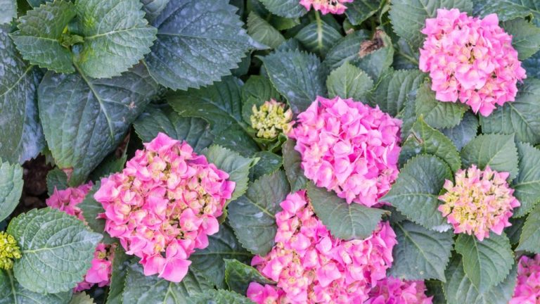 Discover the 15 Most Beautiful Hydrangea Flowers