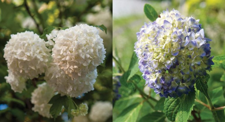 Viburnum Vs Hydrangea