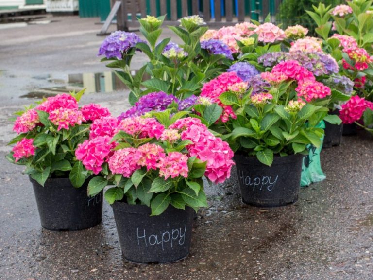Can You Put An Indoor Hydrangea Outside