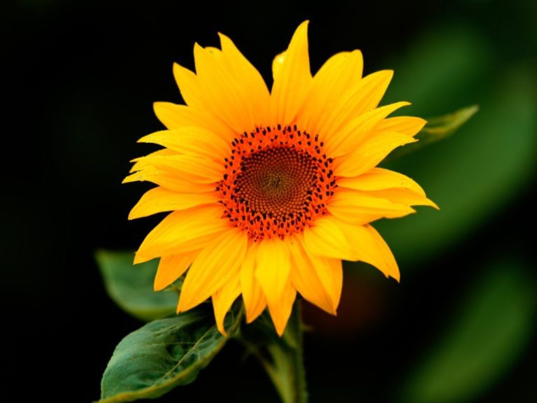 Why Are Sunflowers So Popular? Exploring the Fascination with These ...