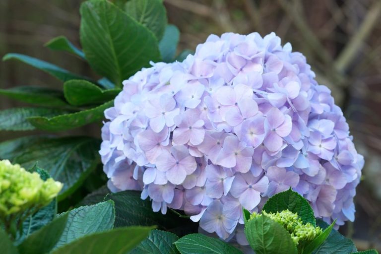 How to Prune Hydrangea: A Beginner's Guide