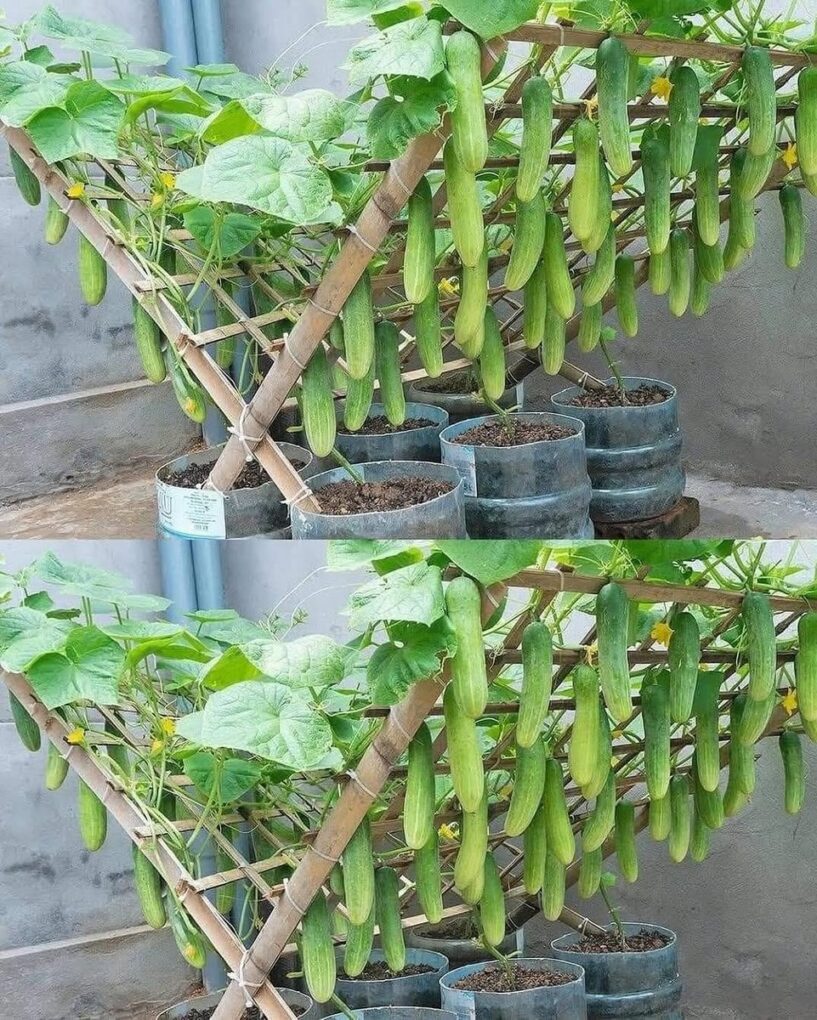 15 Creative Cucumber Trellis Ideas for Big Harvests