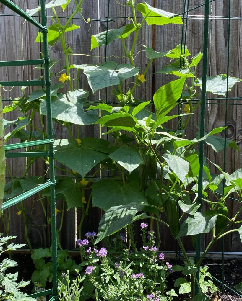 15 Creative Cucumber Trellis Ideas for Big Harvests