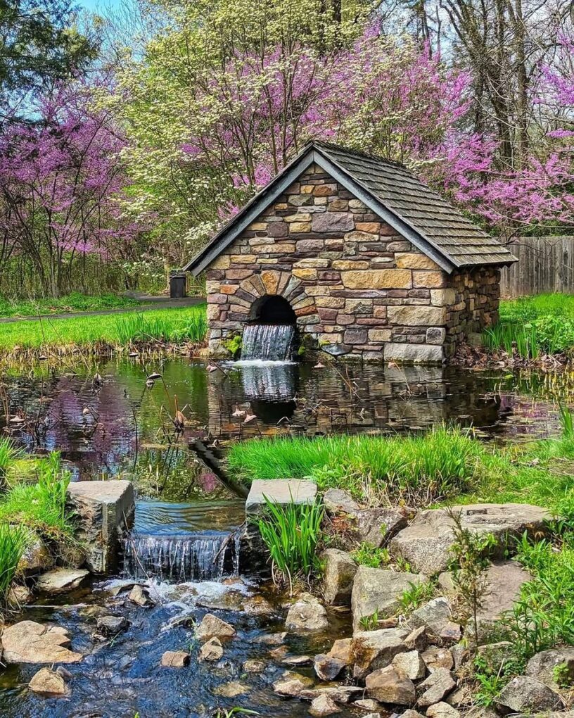 21 Water Garden Designs for Calm Outdoor Living: Serenity in Bloom