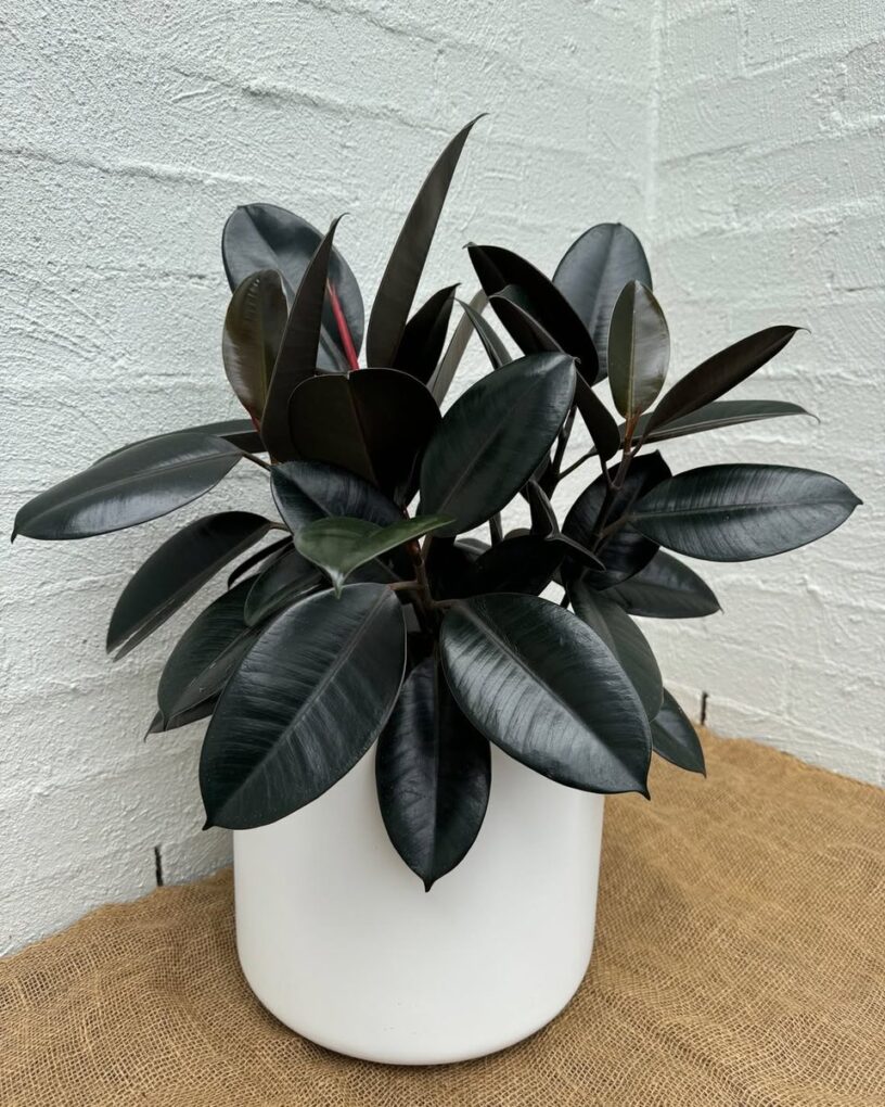 22 Large Potted Plants for Dramatic Decor: Maximize Green Style