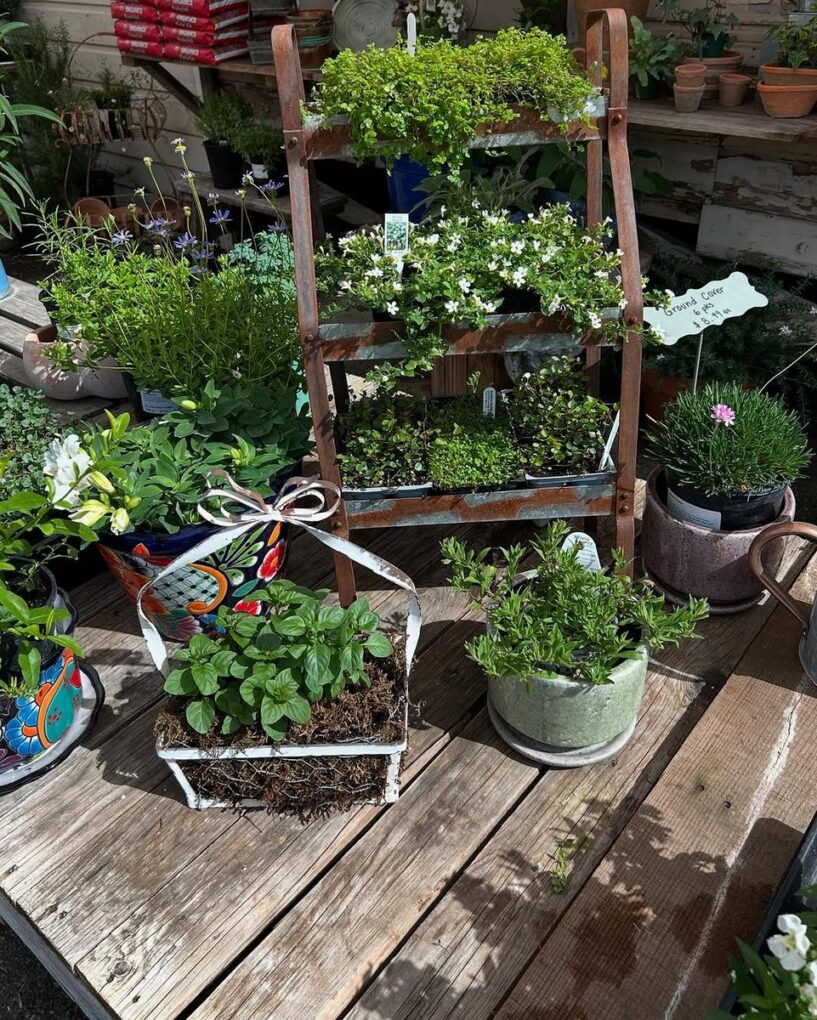 22 Mini Garden Ideas That Transform Any Corner: Small but Mighty